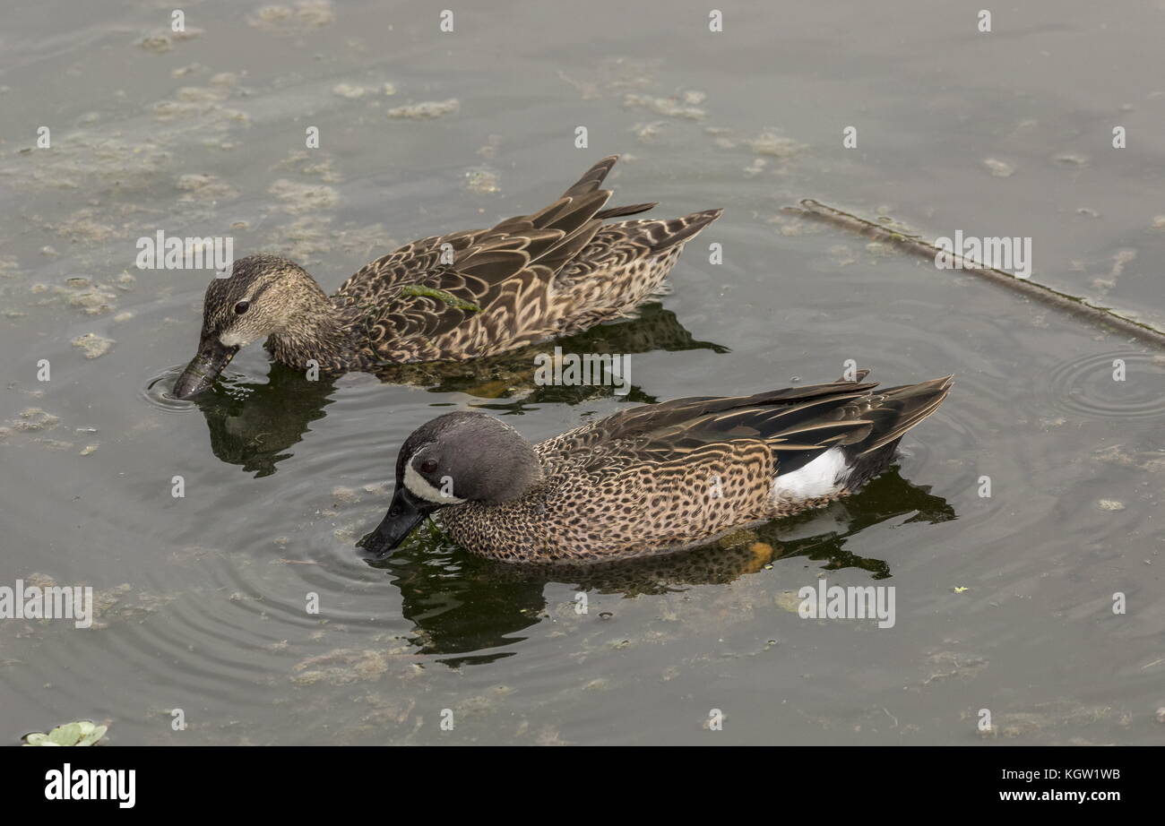 Blue-winged Teal, Spatula discors feeding in wetlands, in winter ...