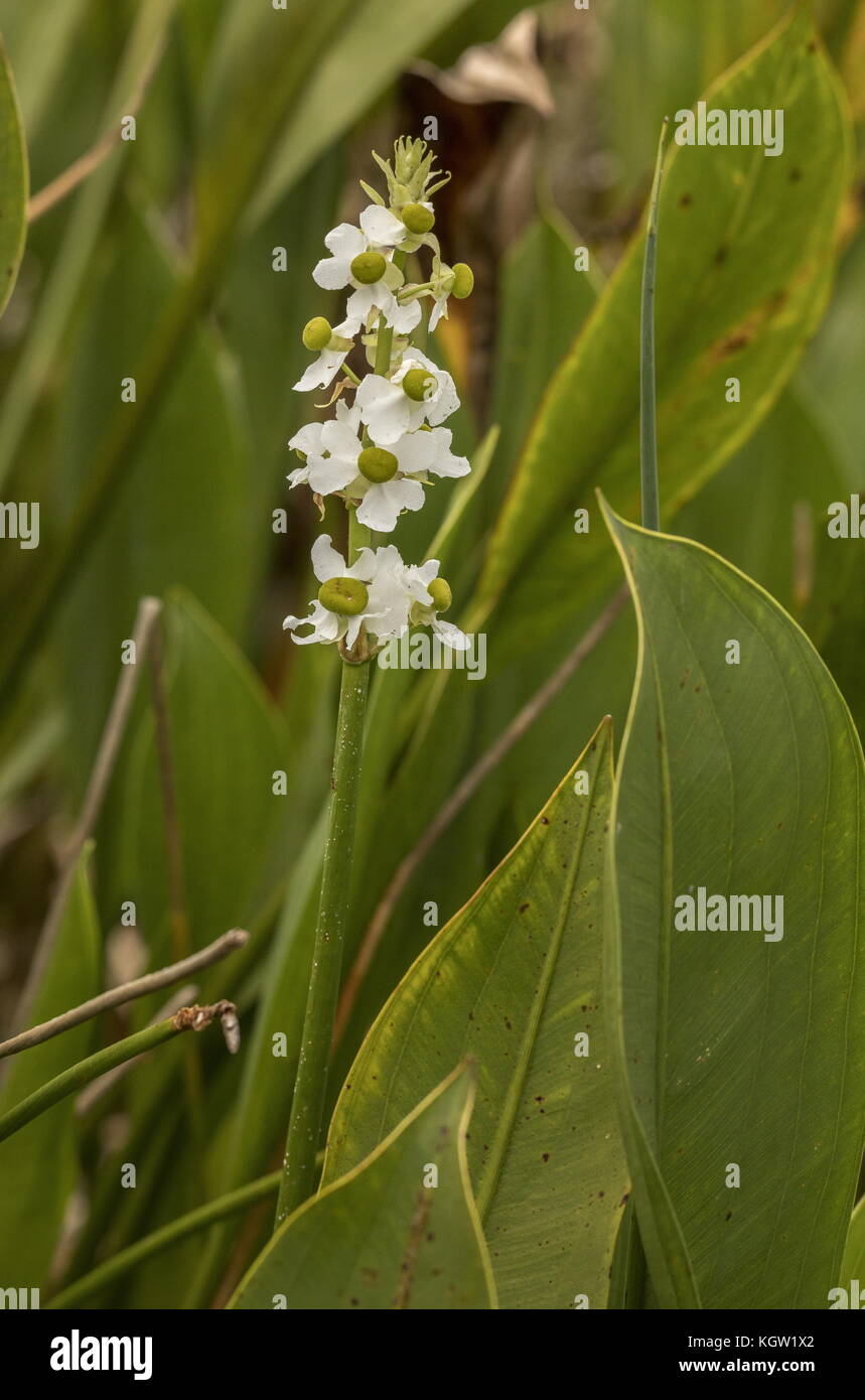 Big Cypress Duck Potato