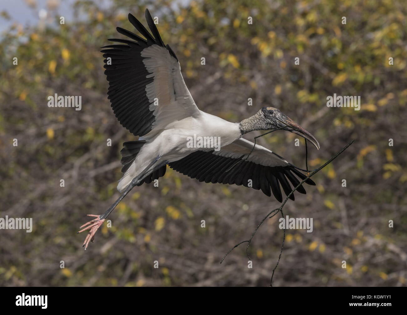 Wood stork, Mycteria americana, in flight carrying nesting material in ...