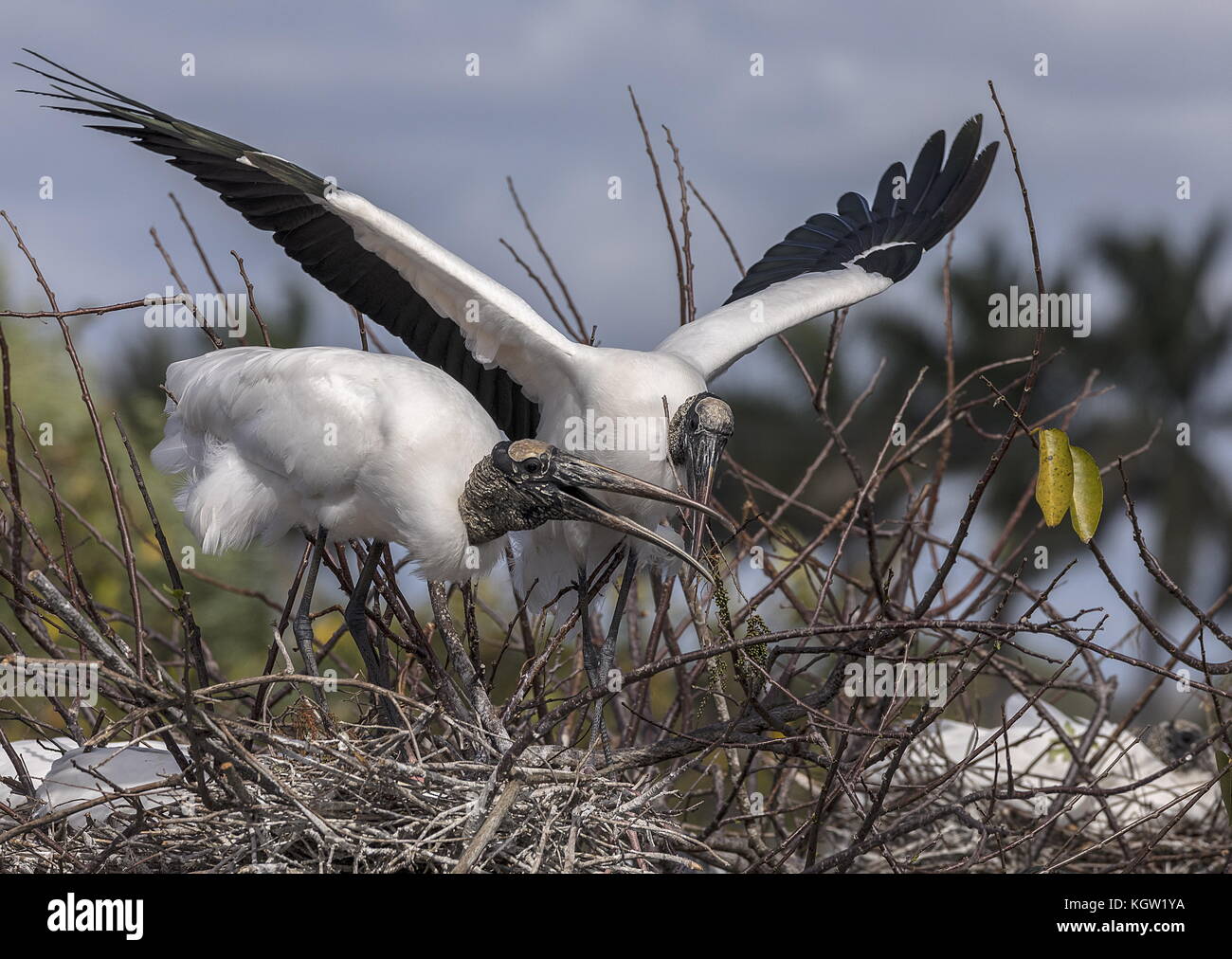 Wood stork nesting hi-res stock photography and images - Alamy