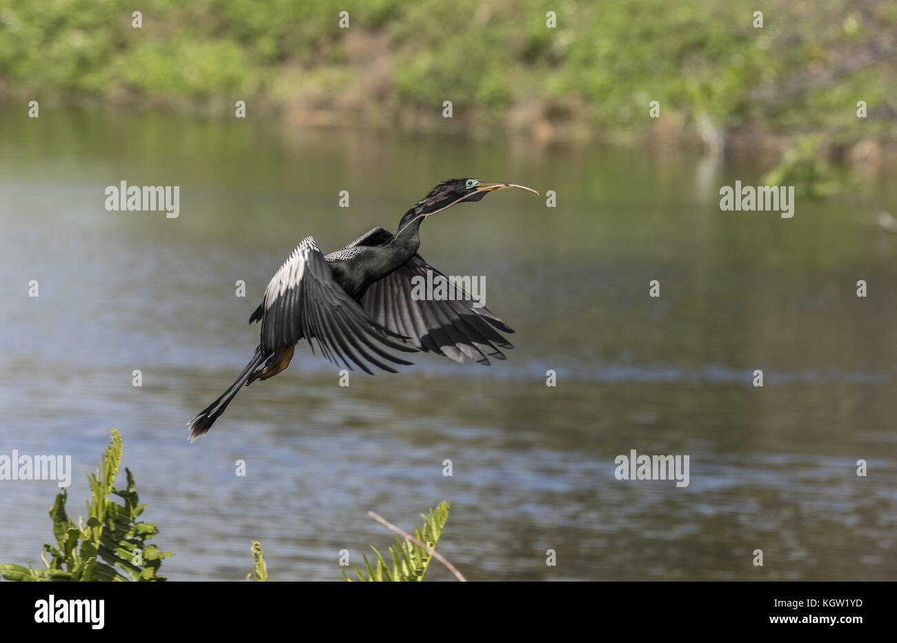 Anhinga, Anhinga anhinga, in flight; Florida Stock Photo - Alamy