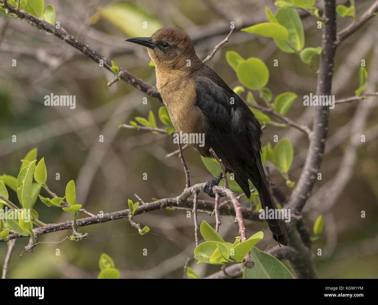 Female Grackle High Resolution Stock Photography and Images - Alamy