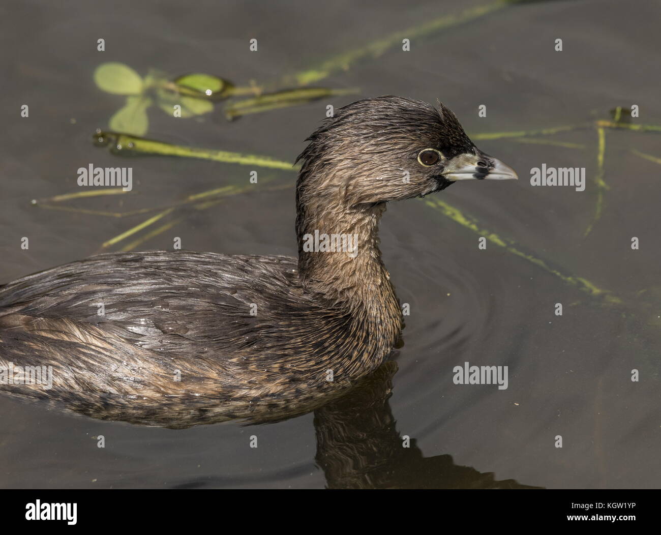 Pied-billed grebe, Podilymbus podiceps, on water surface after diving ...
