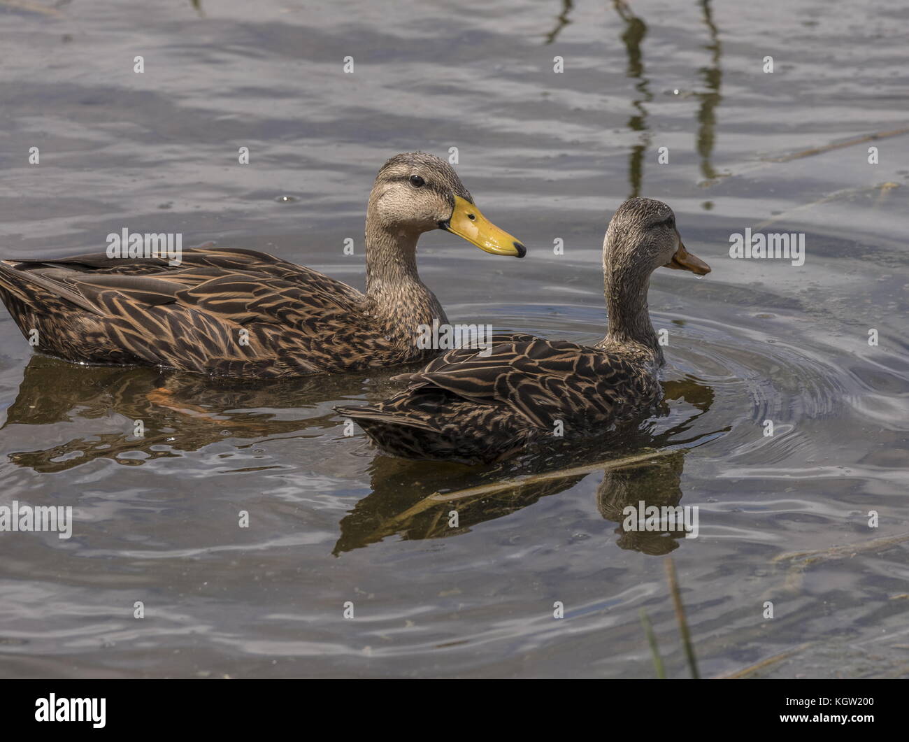 Mottled Duck High Resolution Stock Photography and Images - Alamy