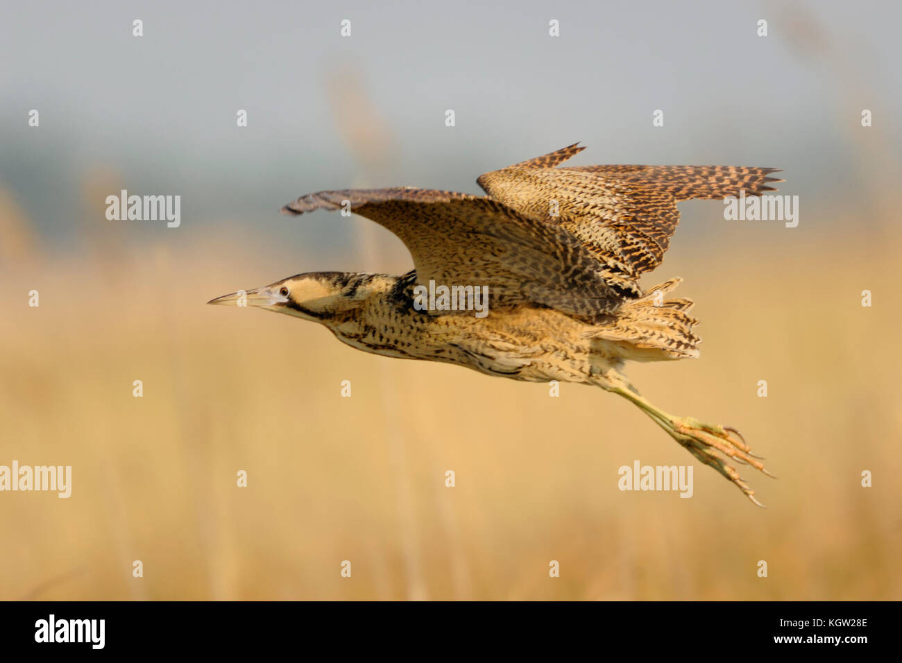 Eurasian Bittern / Rohrdommel ( Botaurus stellaris ), adult in flight ...