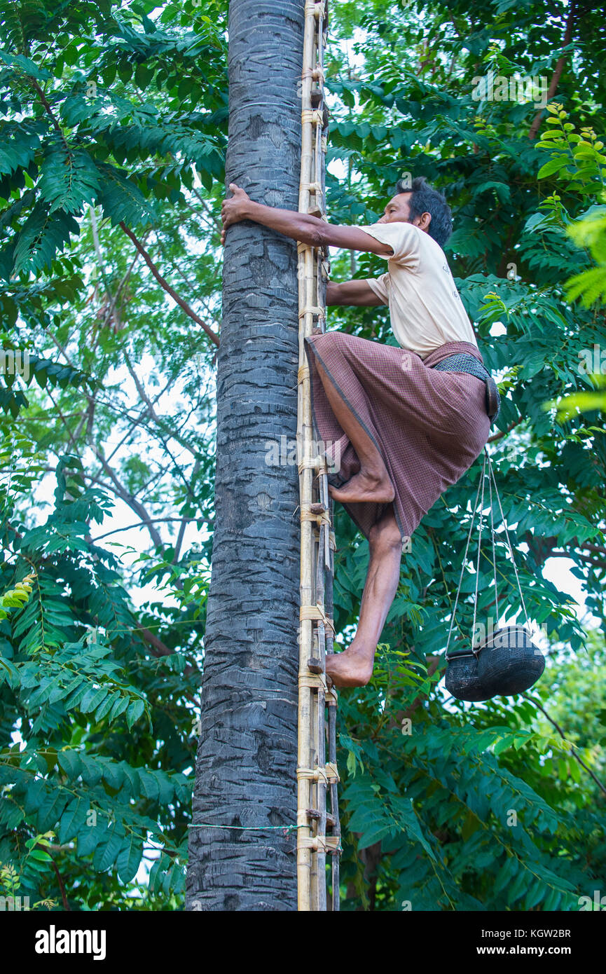 Climbing a palm tree hi-res stock photography and images - Alamy