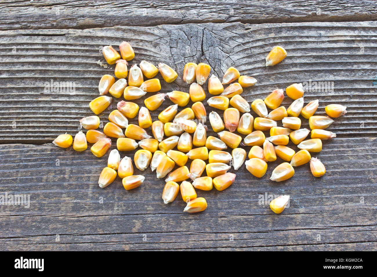 Hybrid seed corn hi-res stock photography and images - Alamy