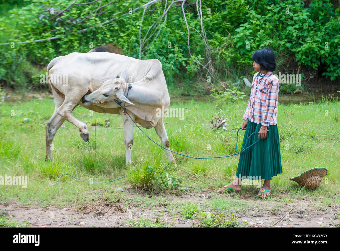 Burmese shepherd in a pasture with a cow in Shan state Myanmar Stock ...