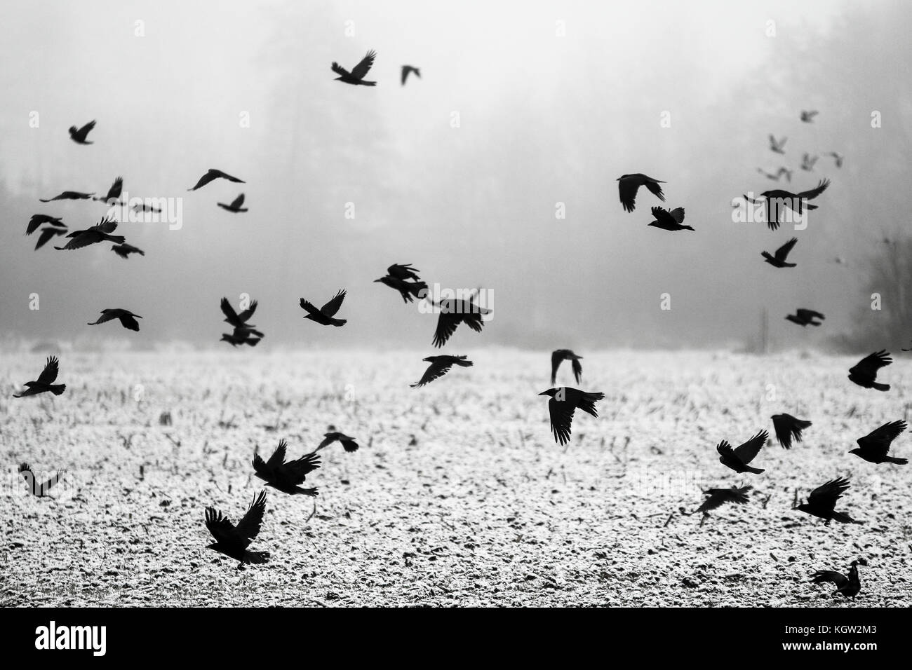 Crows flying hi-res stock photography and images - Alamy