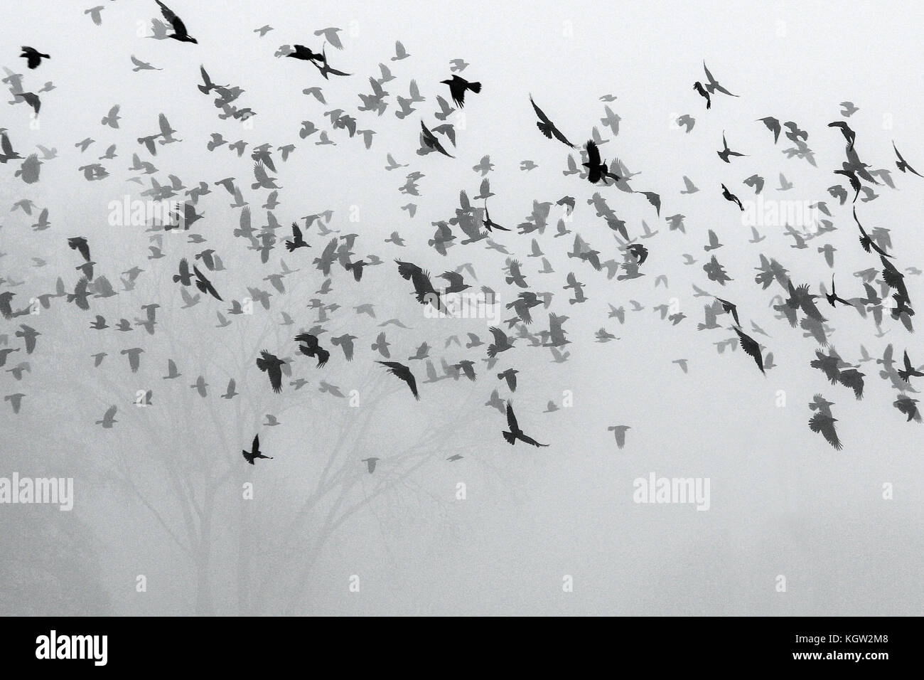 Crows flying hi-res stock photography and images - Alamy