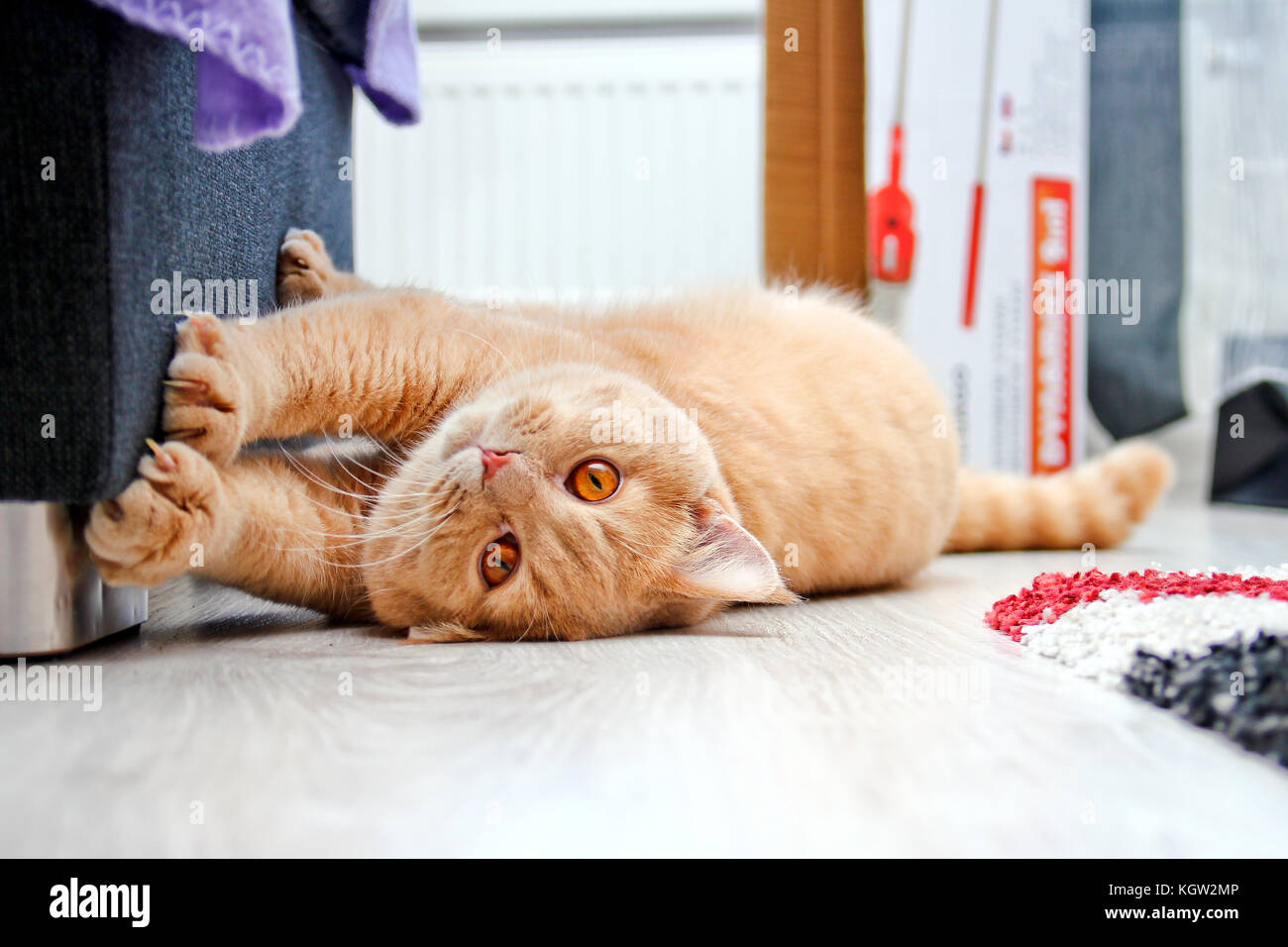 A cute red haired tabby tomcat is lying on the floor and touching the ...