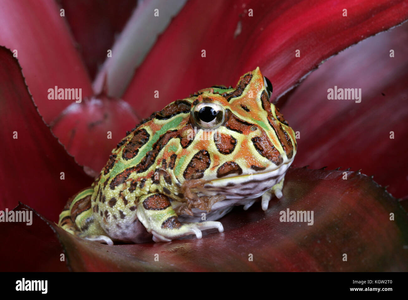 Argentinian Horned Frog, Ceratophrys sp Stock Photo - Alamy