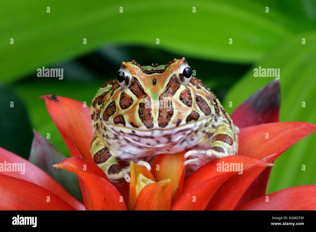 Argentinian Horned Frog, Ceratophrys sp Stock Photo - Alamy