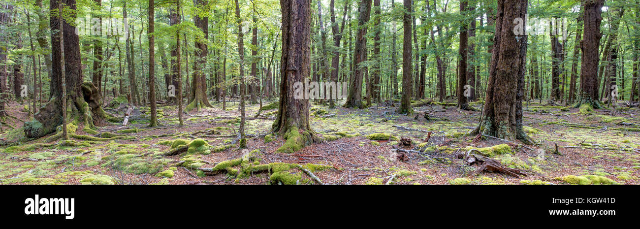 Forest of Red beech and Black beech (Fuscospora fusca and Fuscospora ...