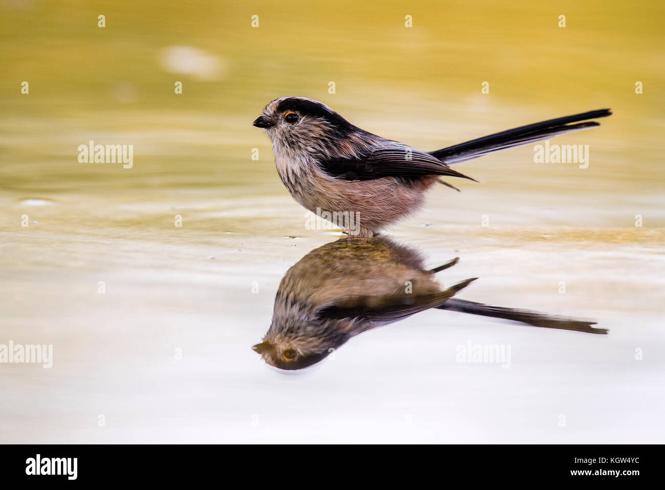 Aegithalos caudatus, mito Stock Photo - Alamy