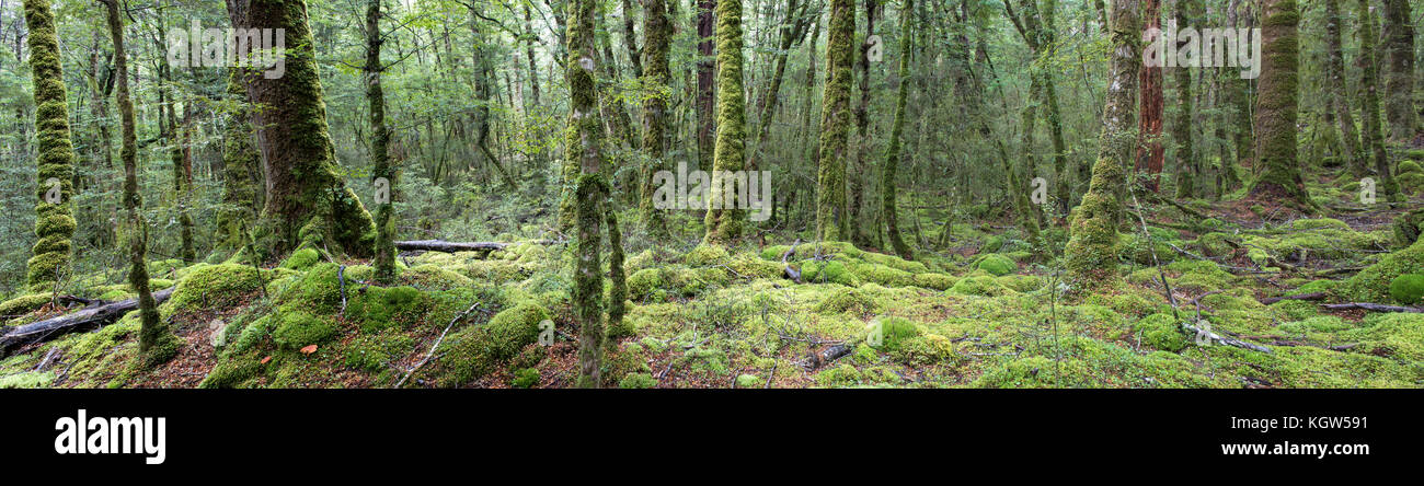 Forest of Red beech and Black beech (Fuscospora fusca and Fuscospora ...