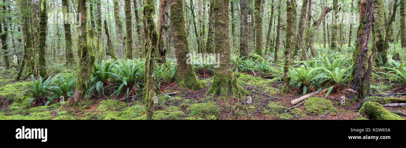 Forest of Red beech and Black beech (Fuscospora fusca and Fuscospora ...
