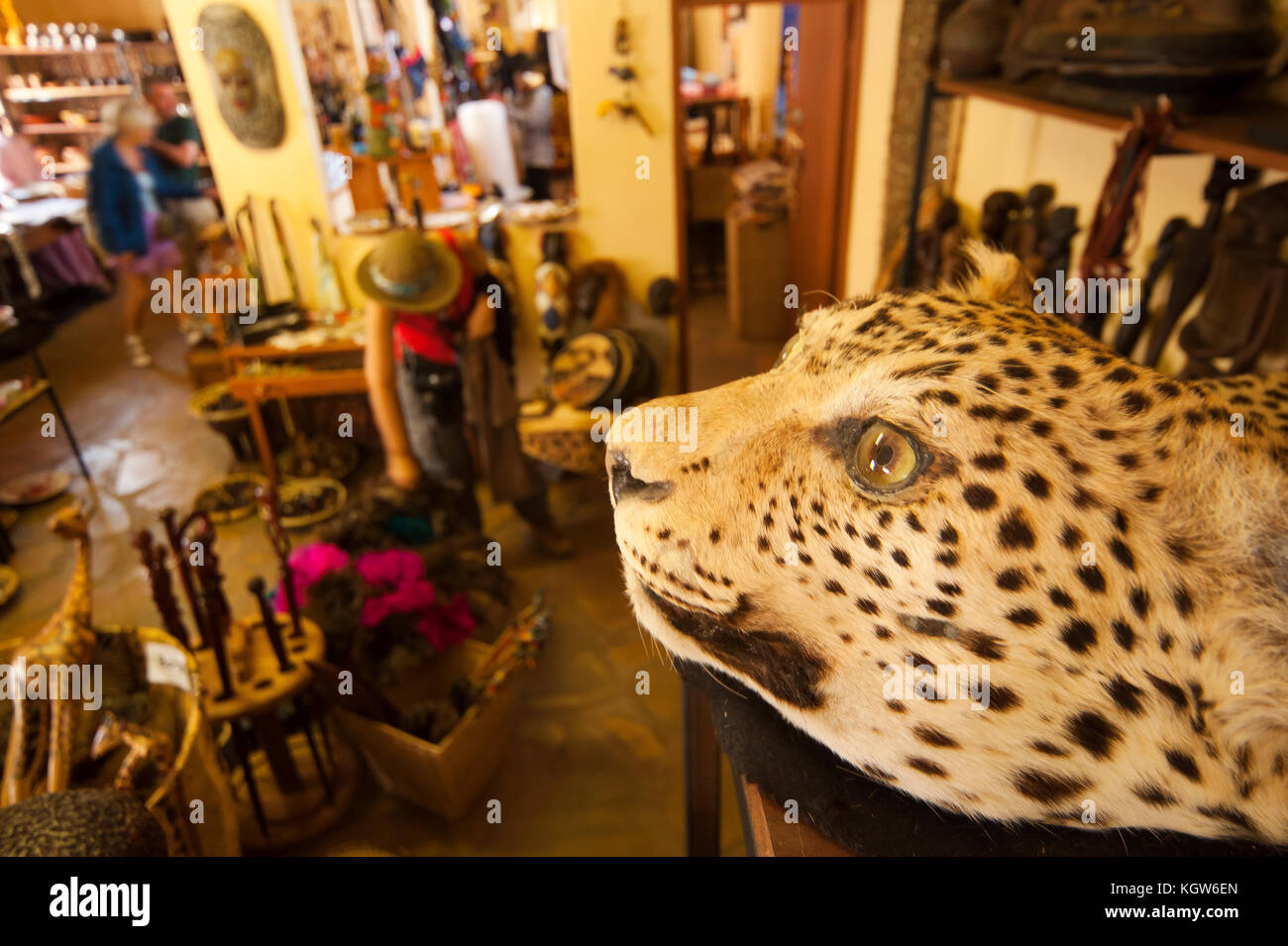 Leopard skin for sale at a tourist shop at Outjo town, Namibia Stock ...