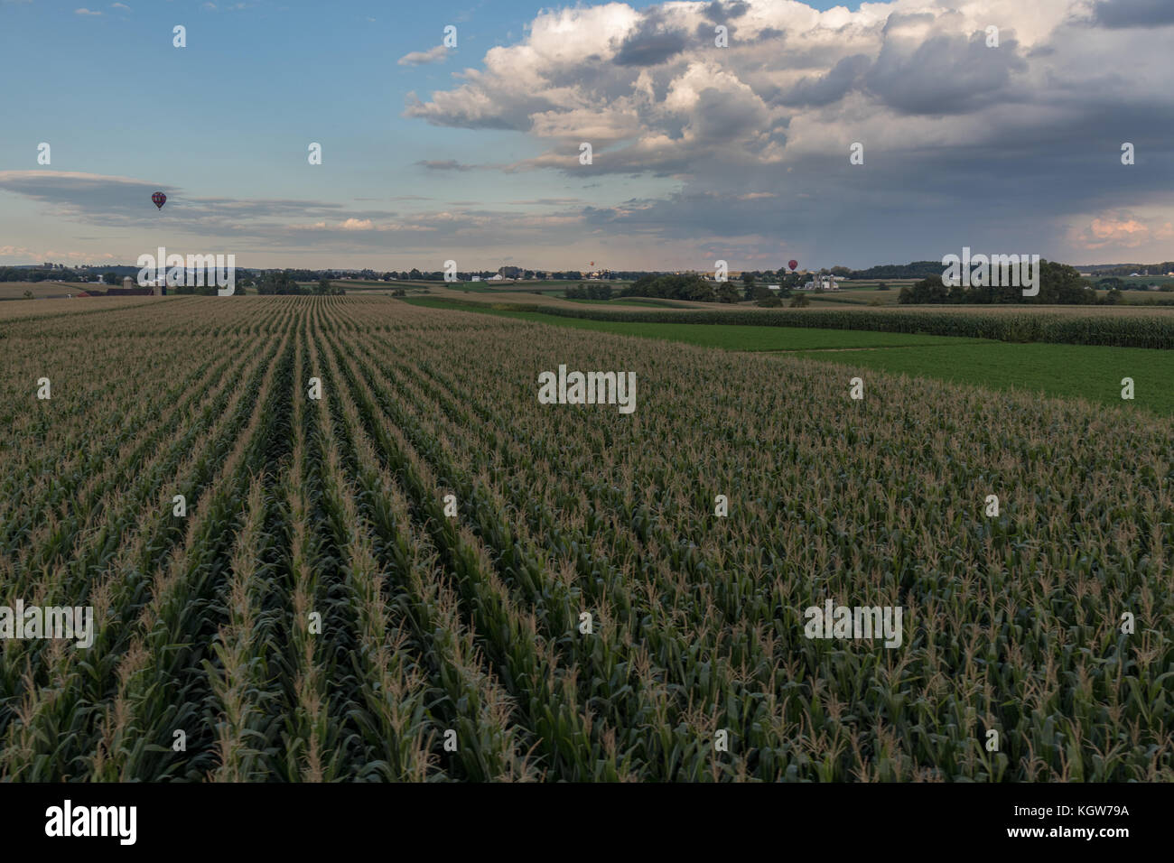 Pennsylvania farm fields with corn and alfalfa fields Stock Photo - Alamy