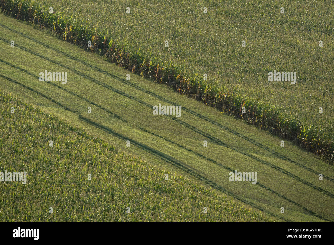 Pennsylvania farm fields with corn and alfalfa fields Stock Photo - Alamy