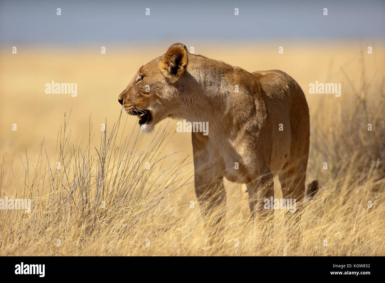 Lioness (Panthera leo) near the road, Etosha National Park, Namibia ...
