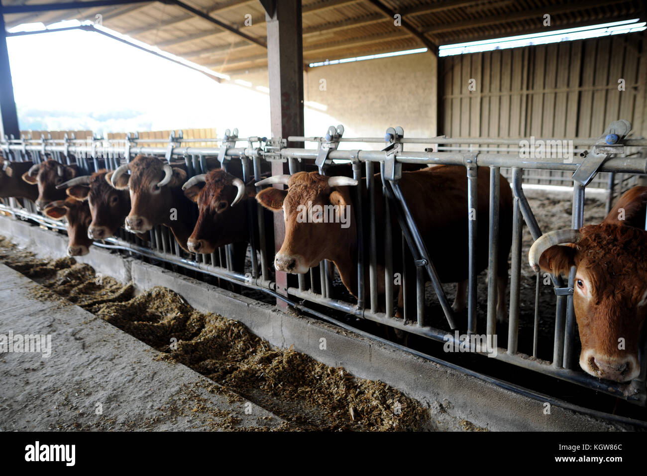 Closeup of cow herd in barn Stock Photo - Alamy