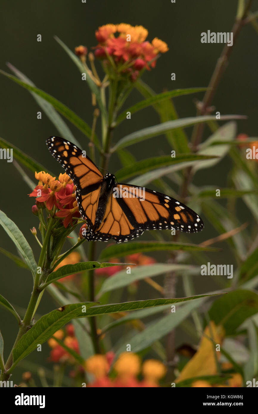 Monarch butterfly feeding on milkweed Stock Photo - Alamy