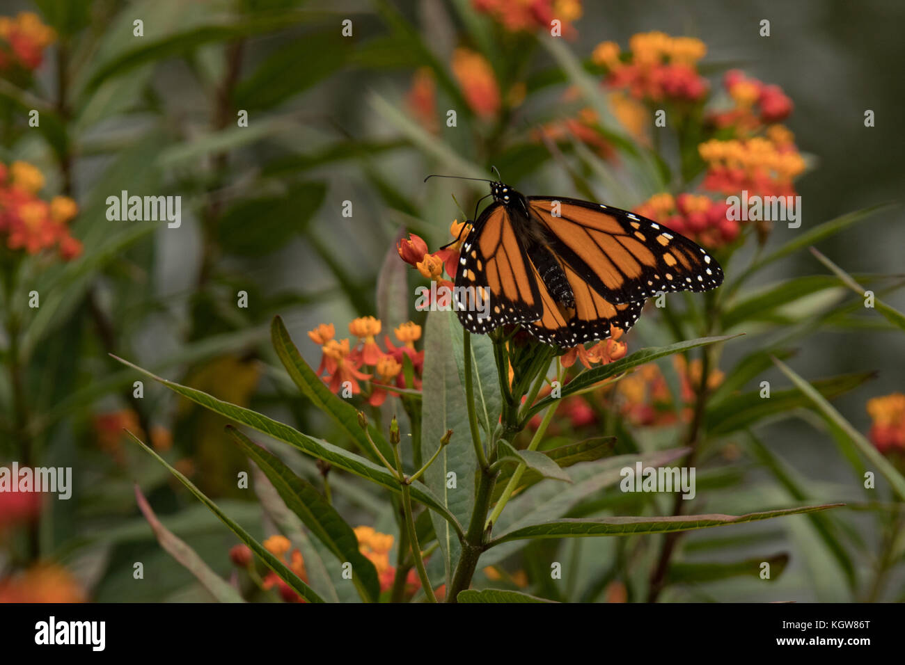 Monarch butterfly feeding on milkweed Stock Photo - Alamy