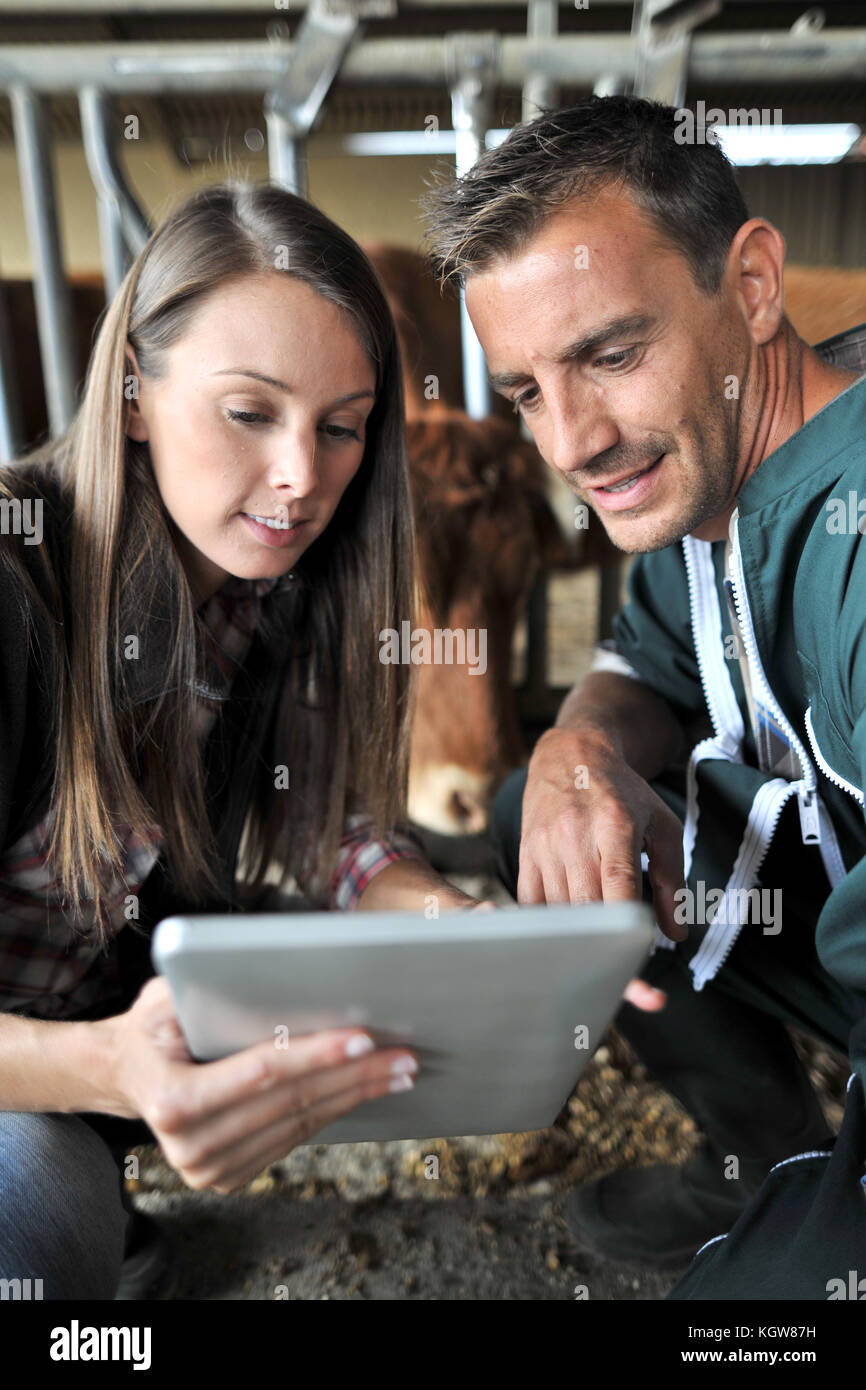 Farmer checking cattle hi-res stock photography and images - Alamy
