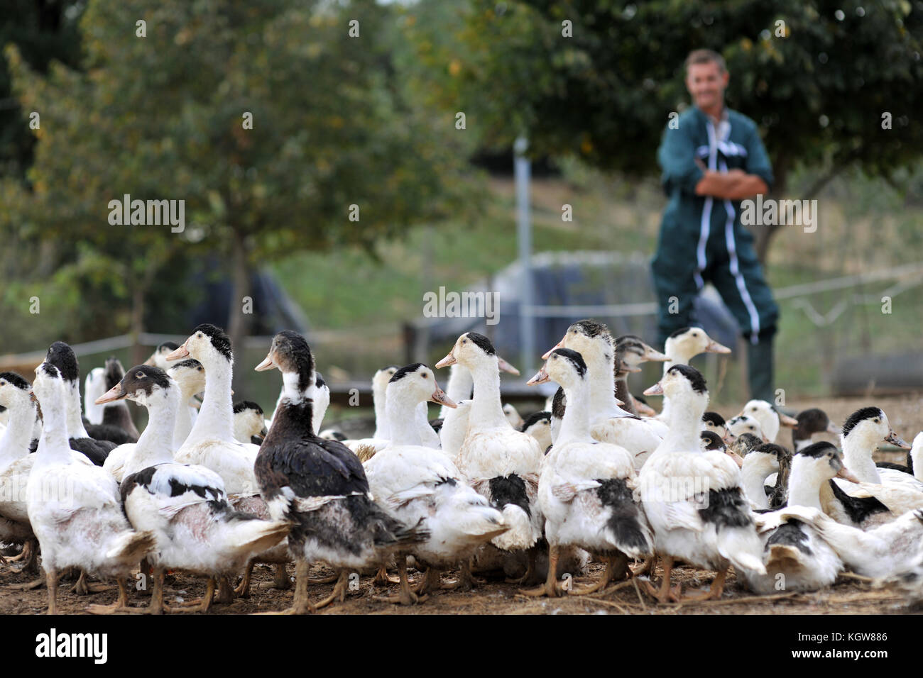 Ducks outside de farm and farmer in background Stock Photo - Alamy
