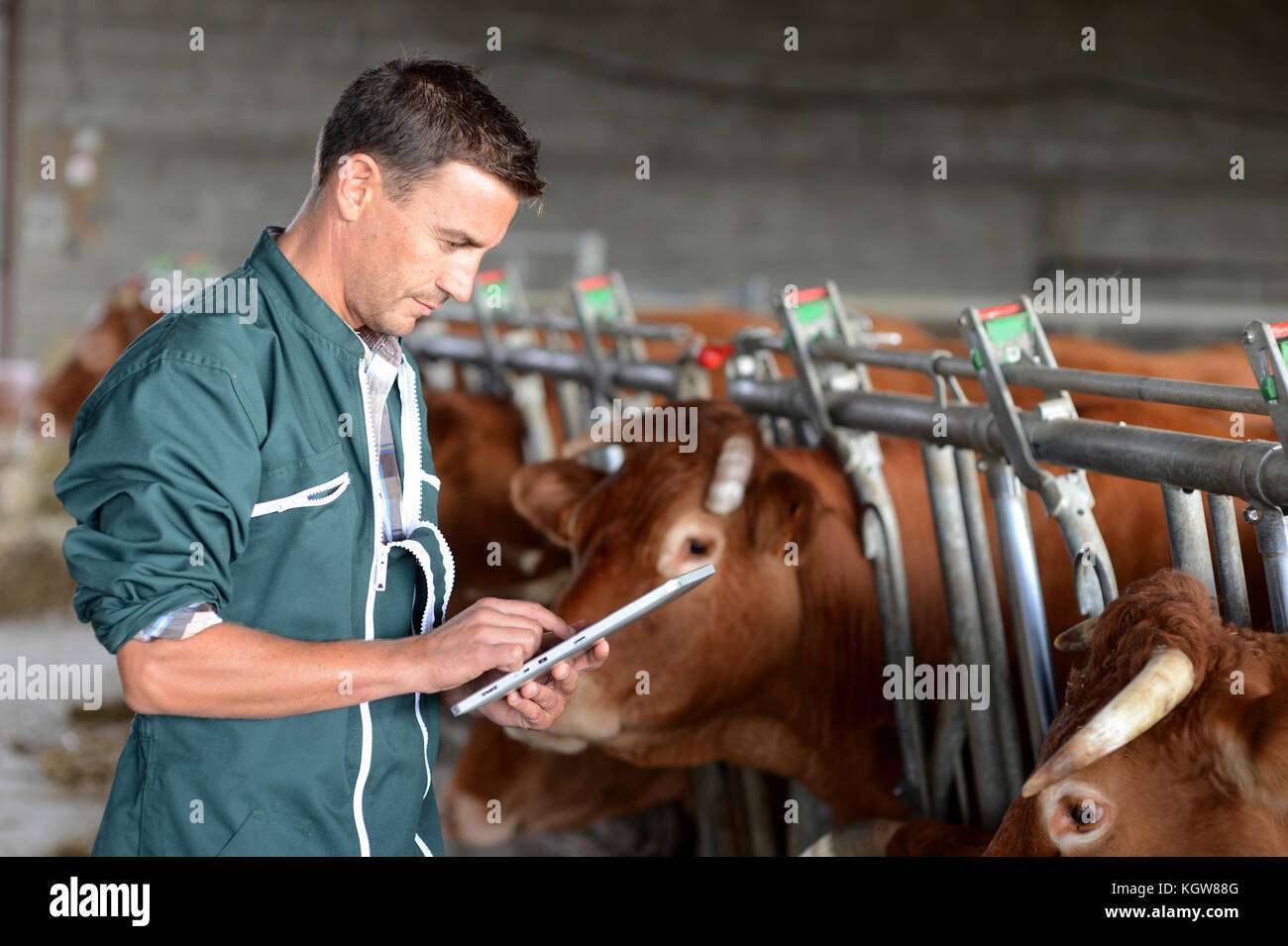 Cow breeder using touchpad inside the barn Stock Photo - Alamy