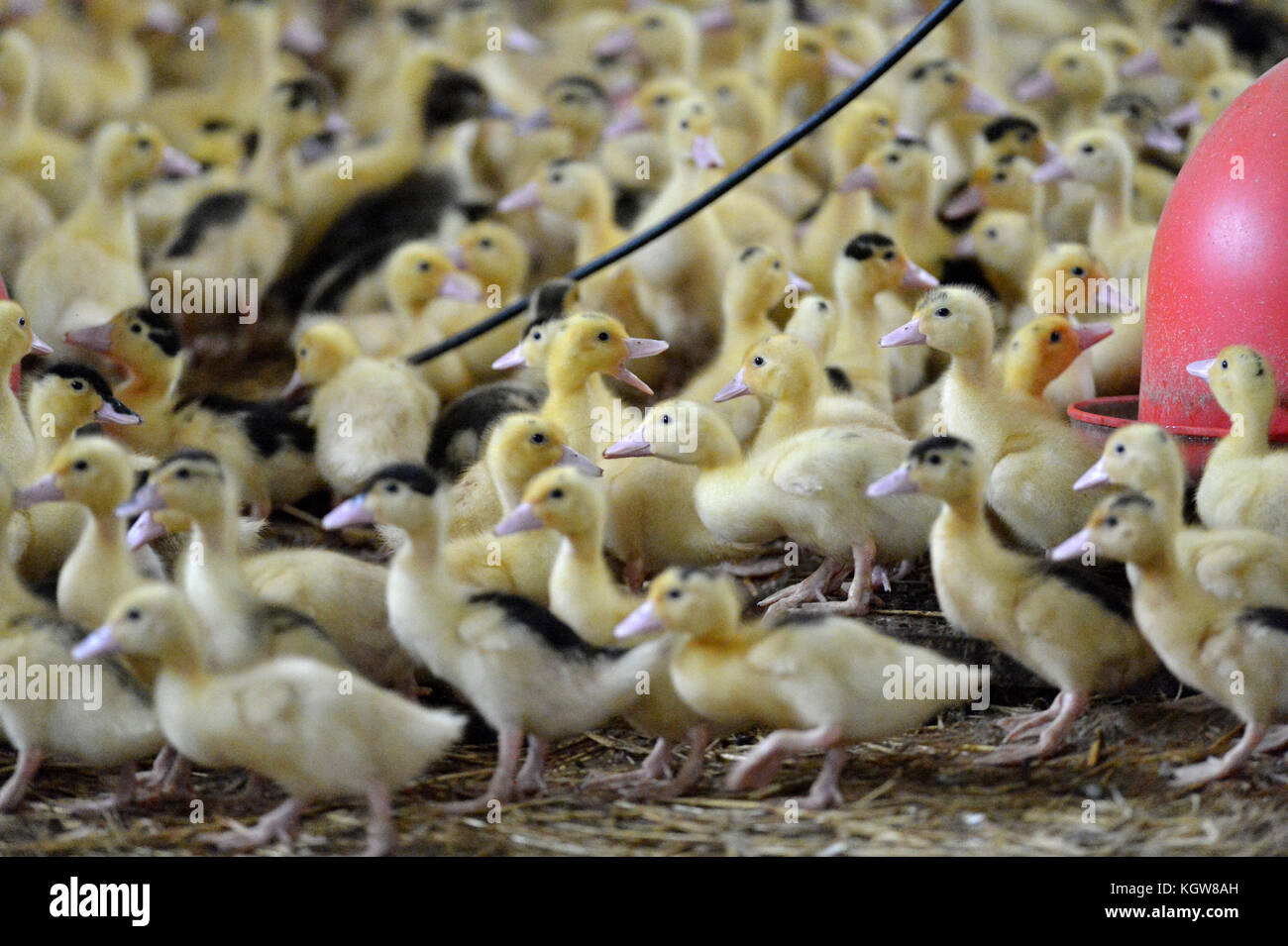Closeup of baby ducks in farm Stock Photo - Alamy