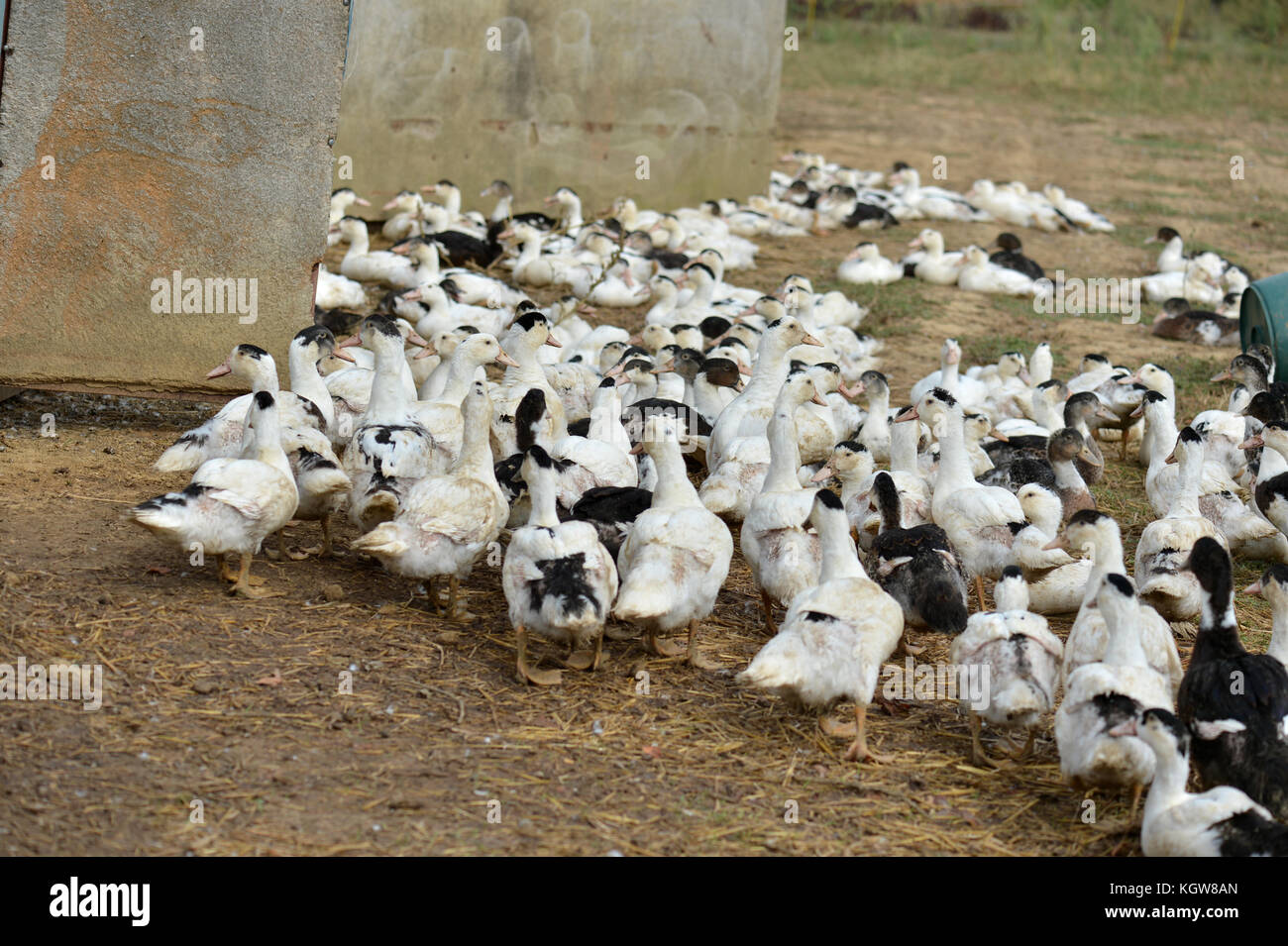 Ducks walking outside the barn Stock Photo - Alamy