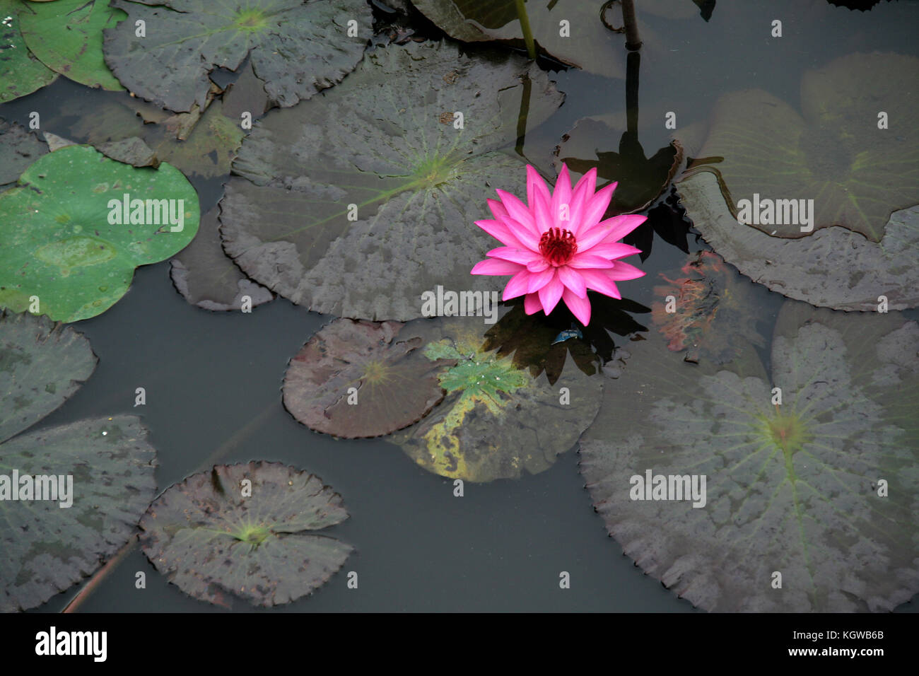 Beautiful, lone lotus with broad floating leaves Stock Photo - Alamy