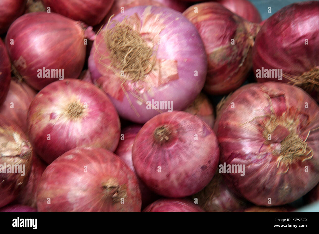 Onions (Allium cepa) are swollen bulbs with many concentric layers ...