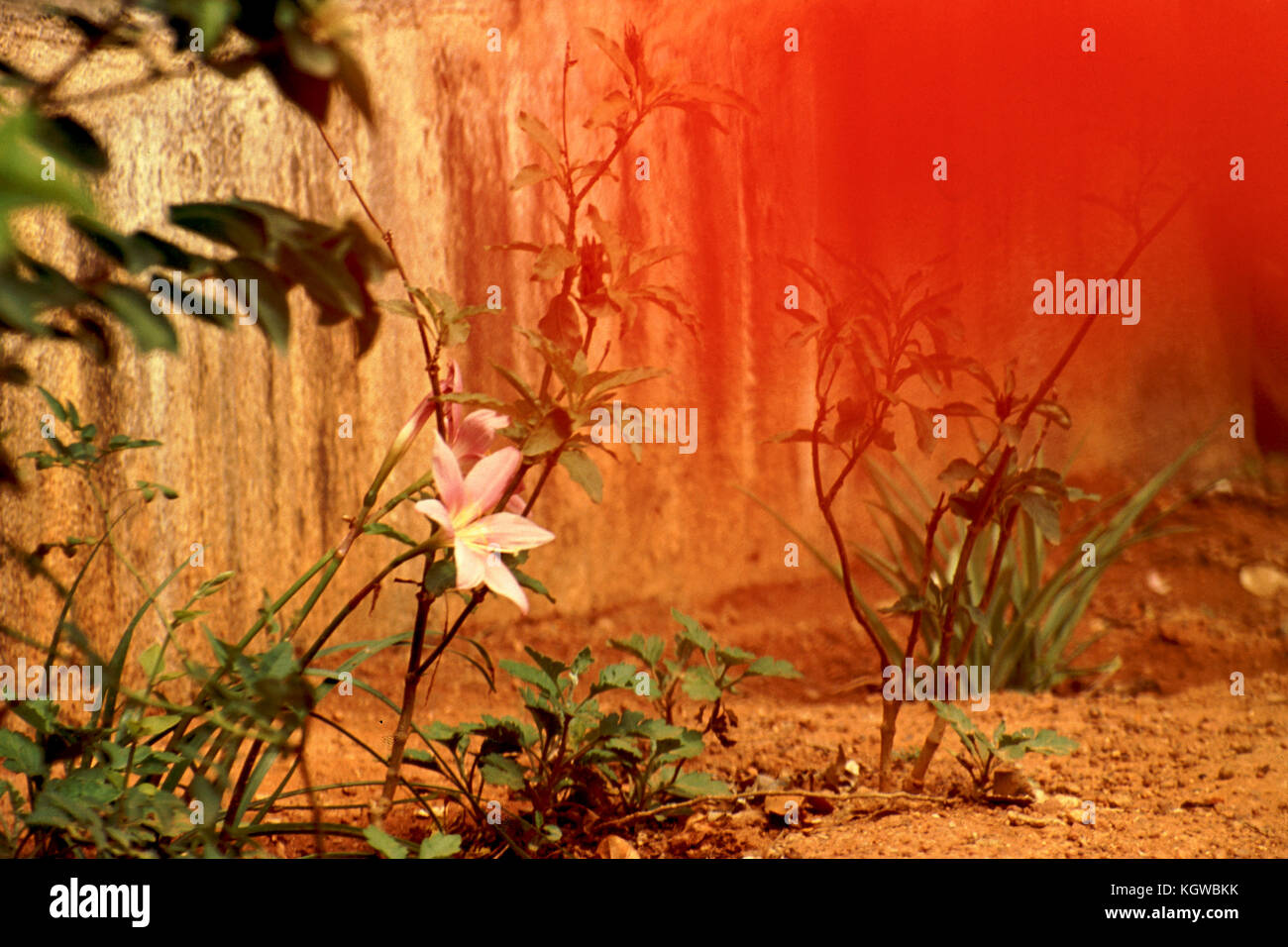 Lone pink flower in dreamy red environment Stock Photo - Alamy
