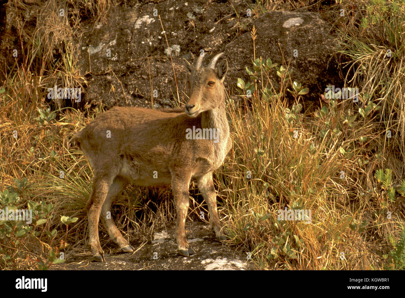 Vigilant Nilgiri Tahr (Mountain Goat) at Aravikulam National Park ...