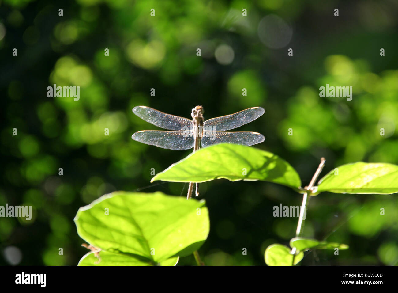 Transparent wings of backlit dragonfly and bright green leaves Stock ...