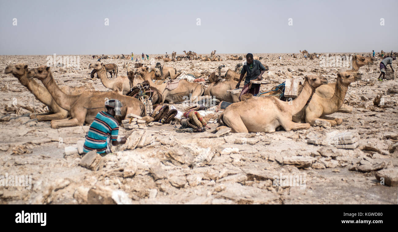 Afar region salt production hi-res stock photography and images - Alamy