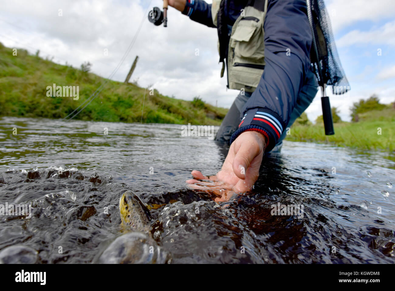 Fly-fisherman catching brown trout in river Stock Photo - Alamy