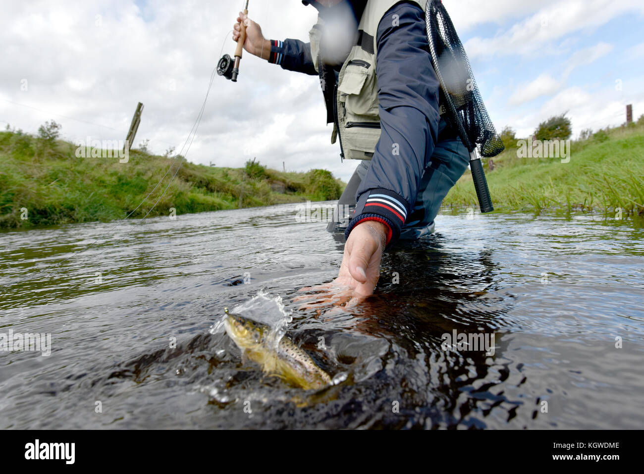 Fly-fisherman catching brown trout in river Stock Photo - Alamy