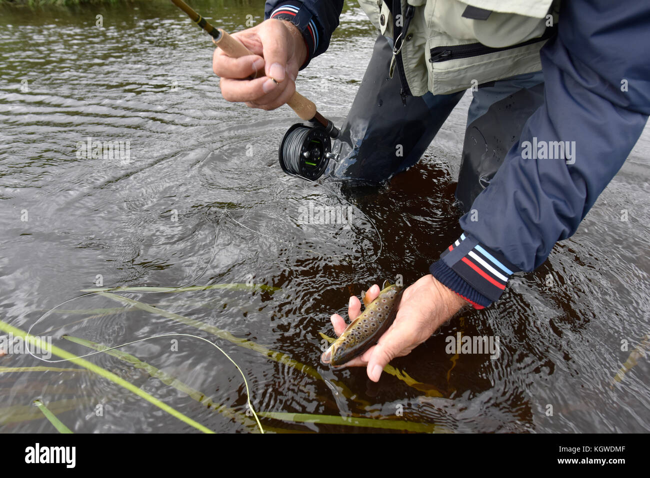 Fly-fisherman catching brown trout in river Stock Photo - Alamy