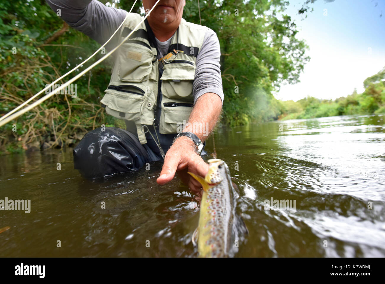 Fly-fisherman catching brown trout in river Stock Photo - Alamy