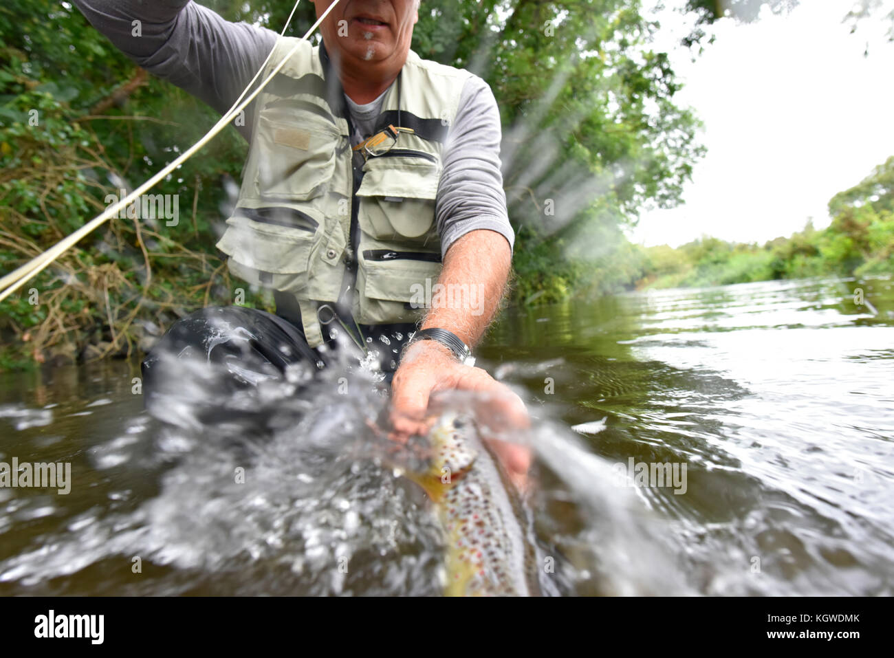 Fly-fisherman catching brown trout in river Stock Photo - Alamy