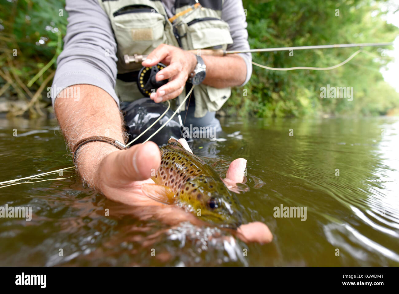 Fly-fisherman catching brown trout in river Stock Photo - Alamy