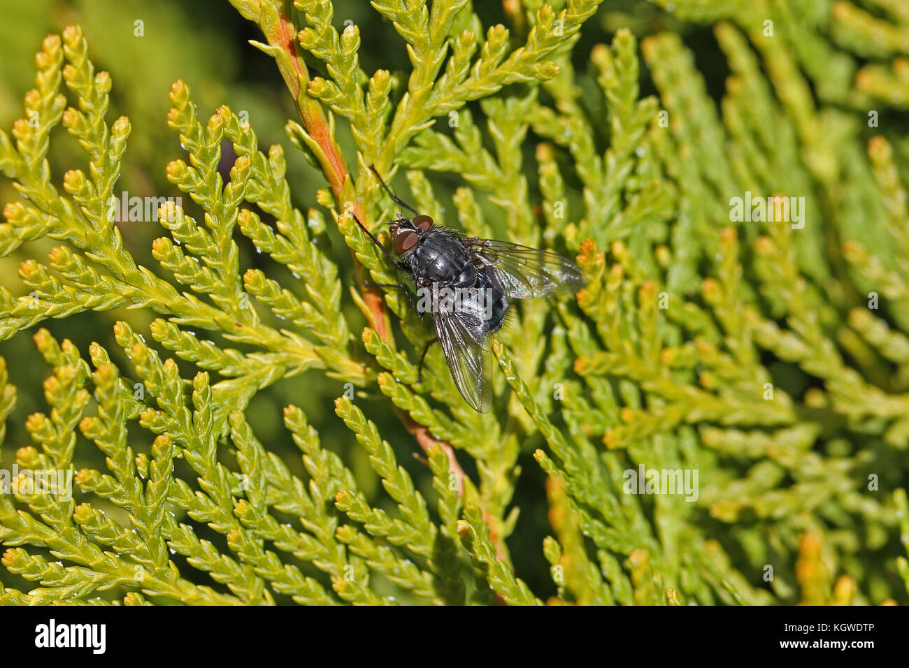 stable fly or house fly very close up Latin stomoxys calcitrans ...
