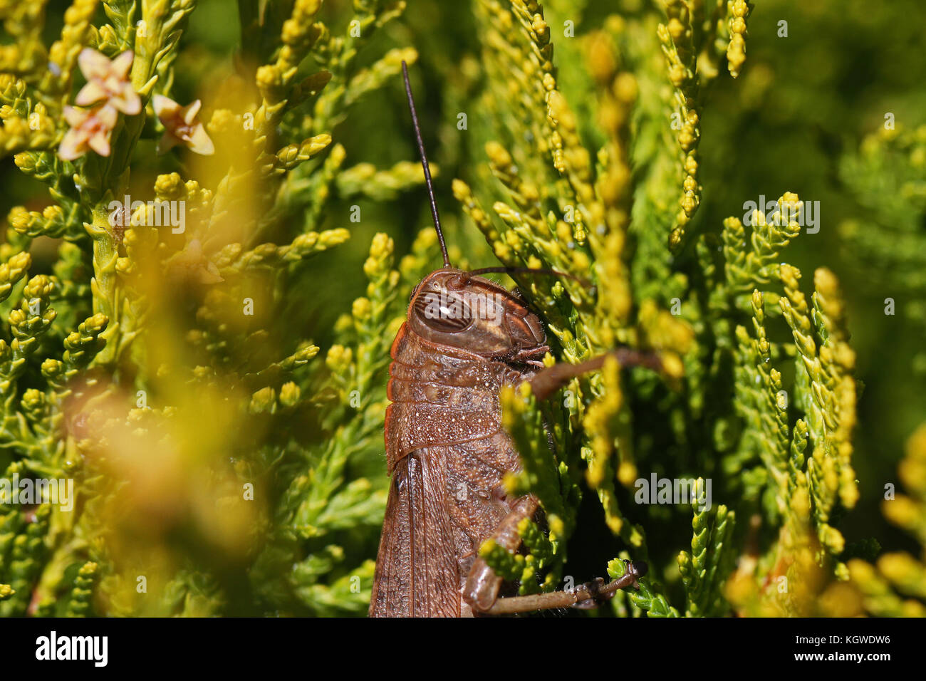 Egyptian or giant grasshopper close up Latin name aegyptium anacridium ...