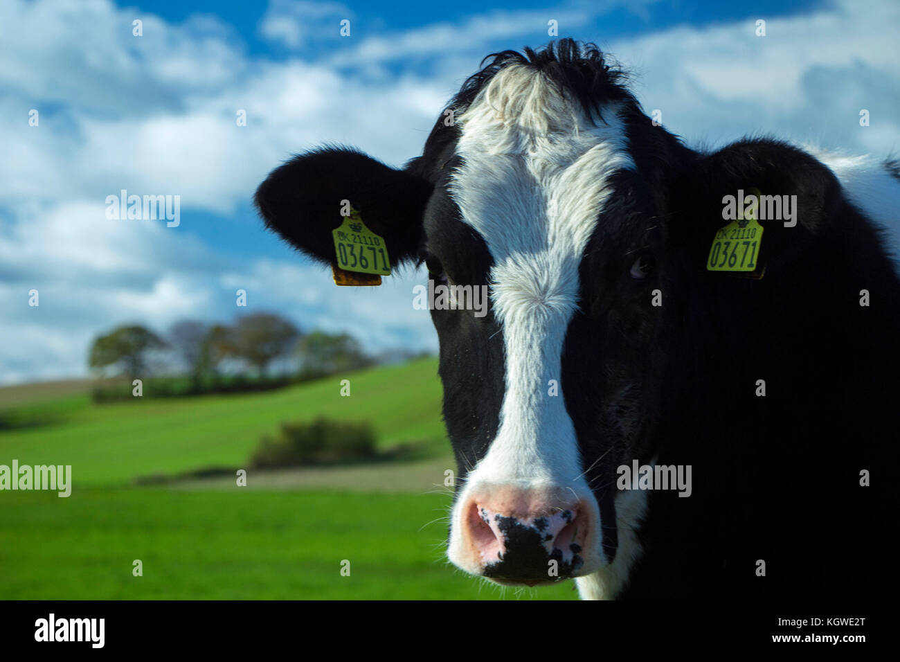 Sad cow eyes hi-res stock photography and images - Alamy