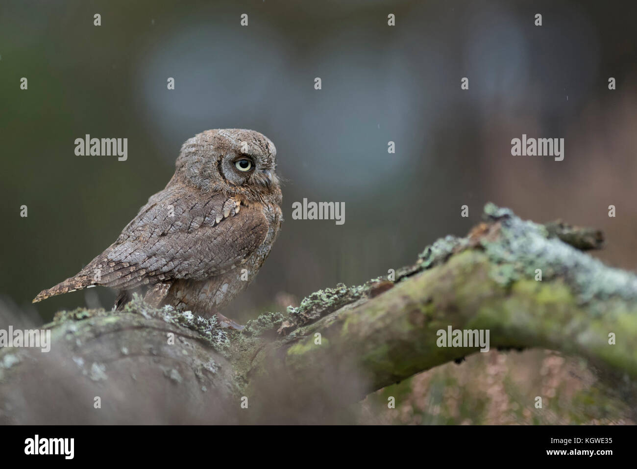 Owla hi-res stock photography and images - Alamy