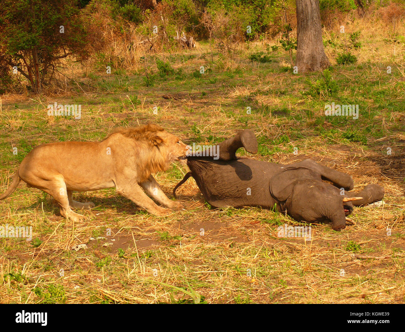 Tanzania elephant hunting hi-res stock photography and images - Alamy